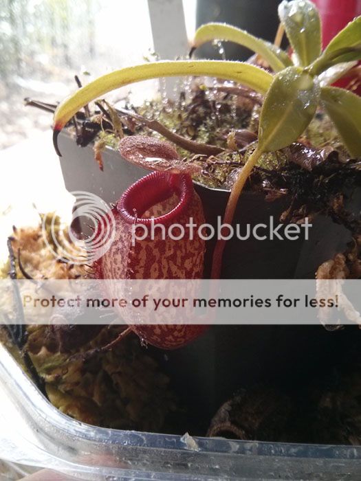 My Nepenthes - FlyTrapCare Forums